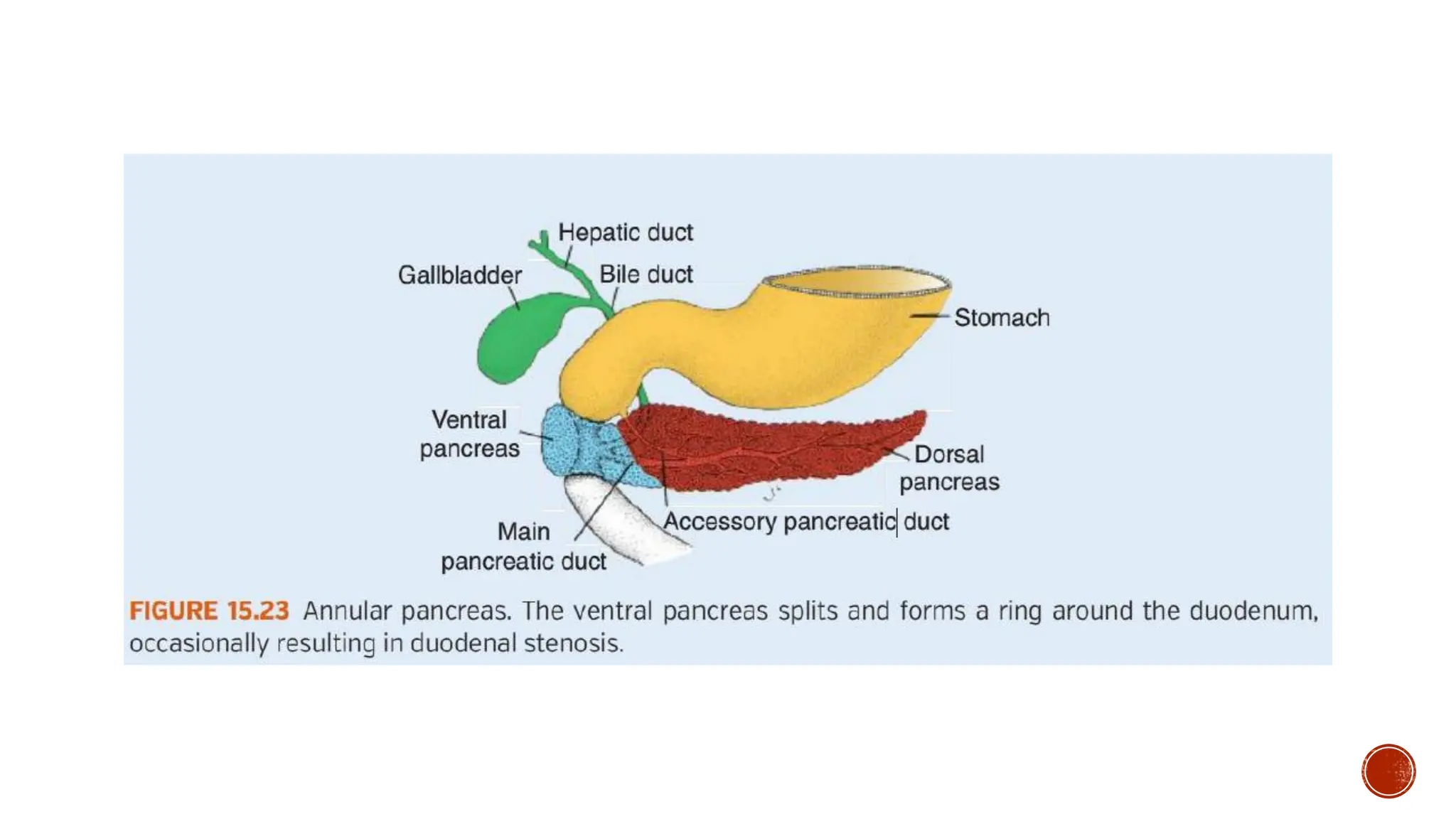 Accessory Digestive Organs. Liver, spleen | PDF