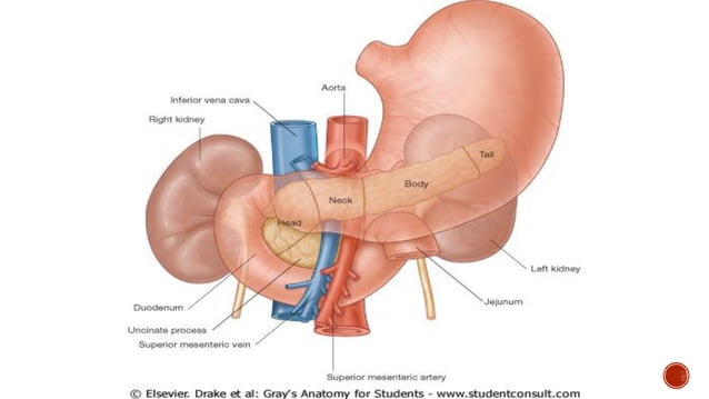 Accessory Digestive Organs. Liver, spleen | PPT