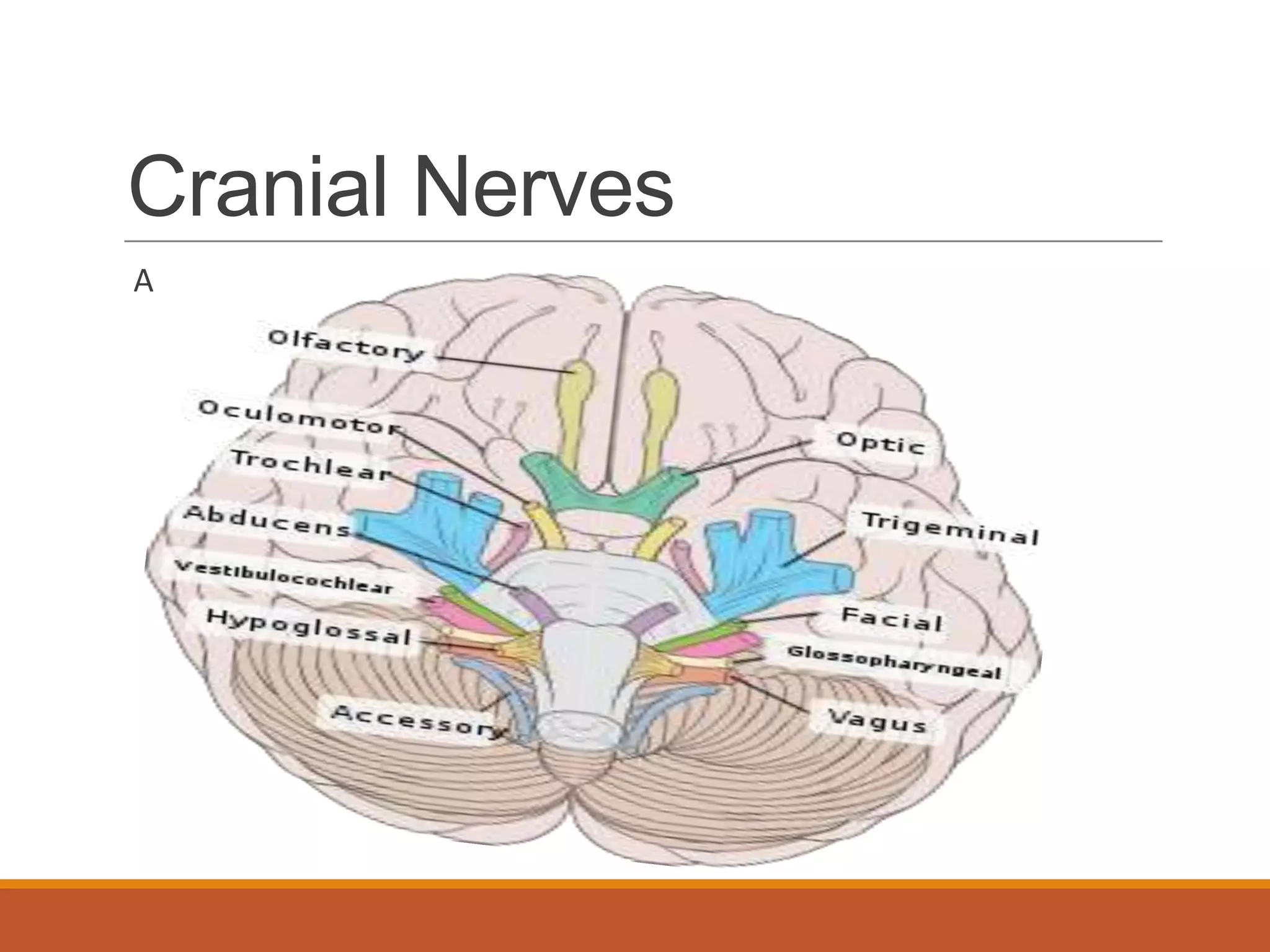 Accessory & hypoglossal nerves | PPTX