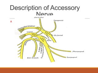 Accessory & hypoglossal nerves | PPTX