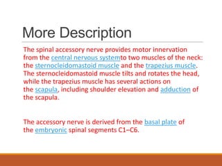 Accessory & hypoglossal nerves | PPTX
