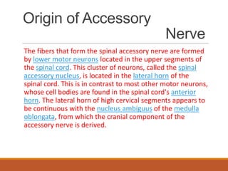 Accessory & hypoglossal nerves | PPTX