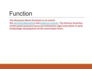 Accessory & hypoglossal nerves | PPTX
