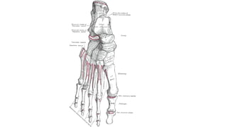 Accessory Navicular Bone.pptx