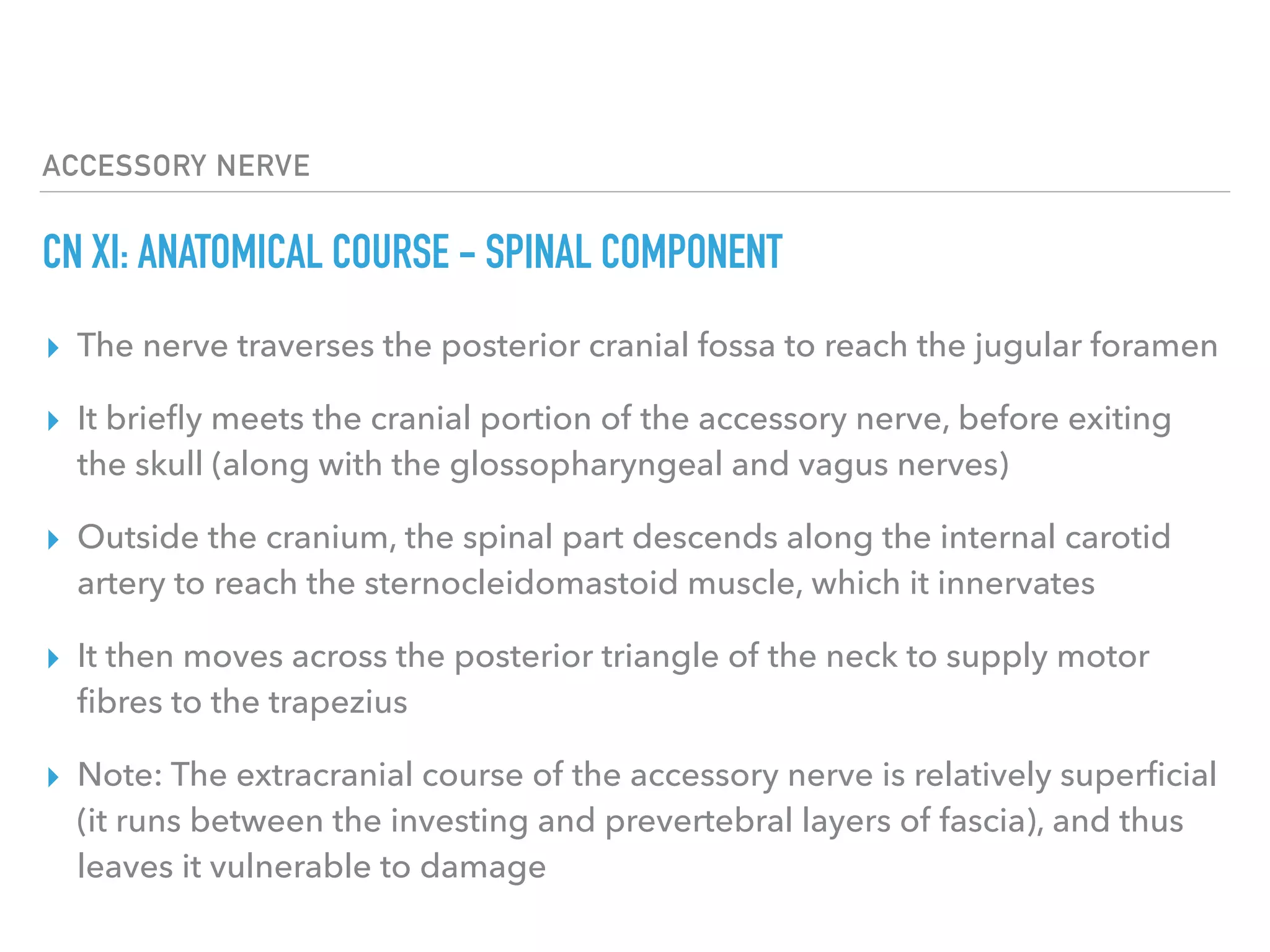 Accessory nerve | PDF