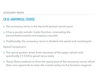 Accessory nerve | PDF