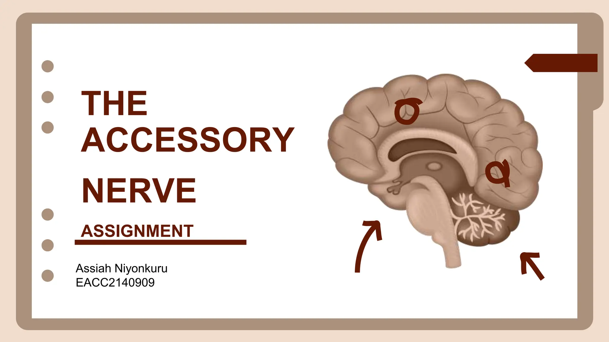 accessory nerve assignment for nervous vvv | PPT | Free Download