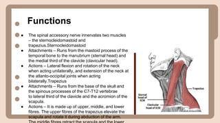 accessory nerve assignment for nervous vvv | PPT | Free Download