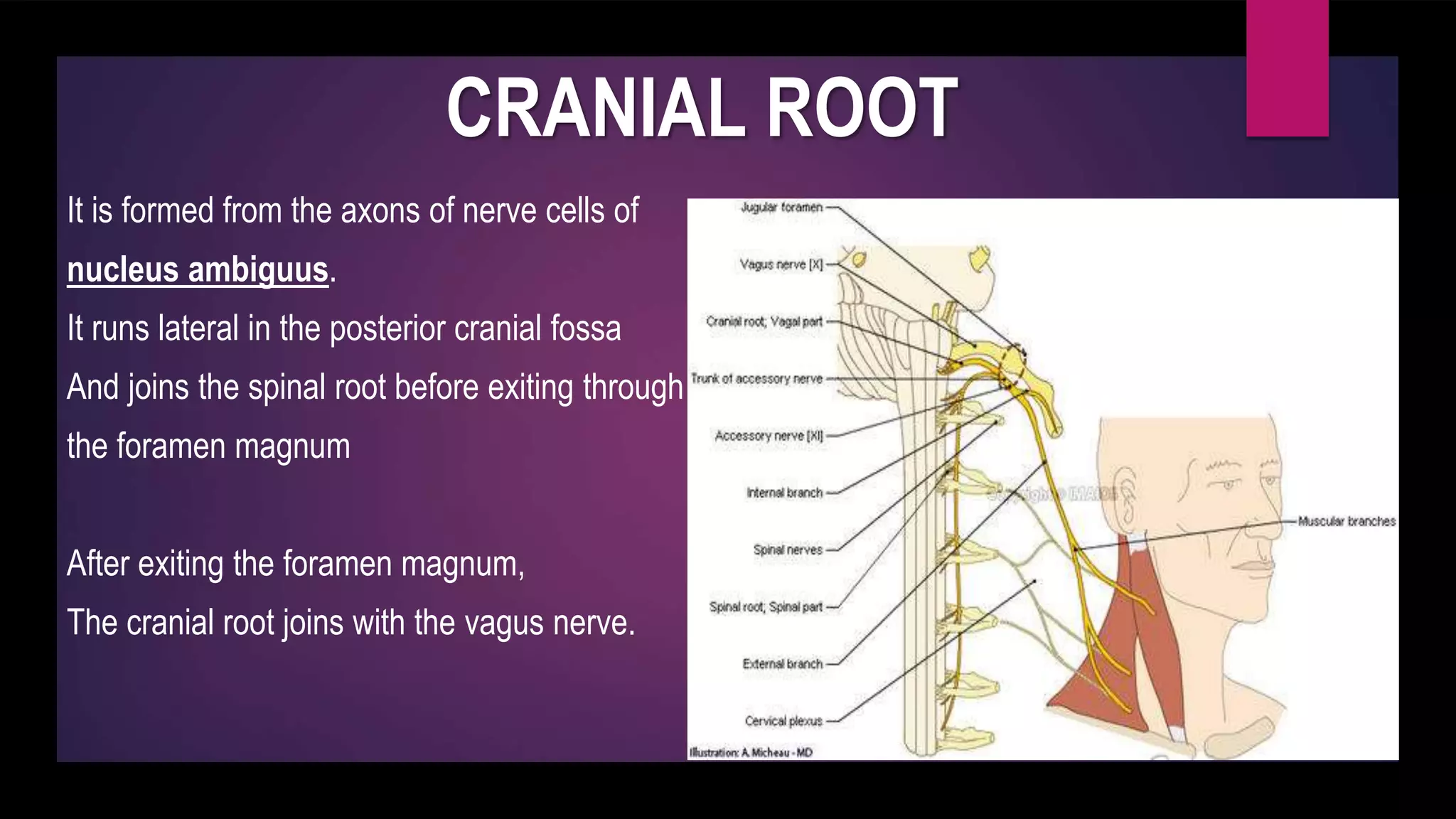 Accessory nerve xi | PPTX