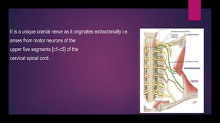 Accessory nerve xi | PPTX