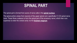 Accessory nerve xi | PPTX