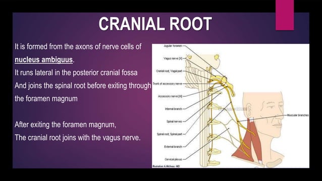 Accessory nerve xi | PPT