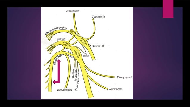 Accessory nerve xi | PPT
