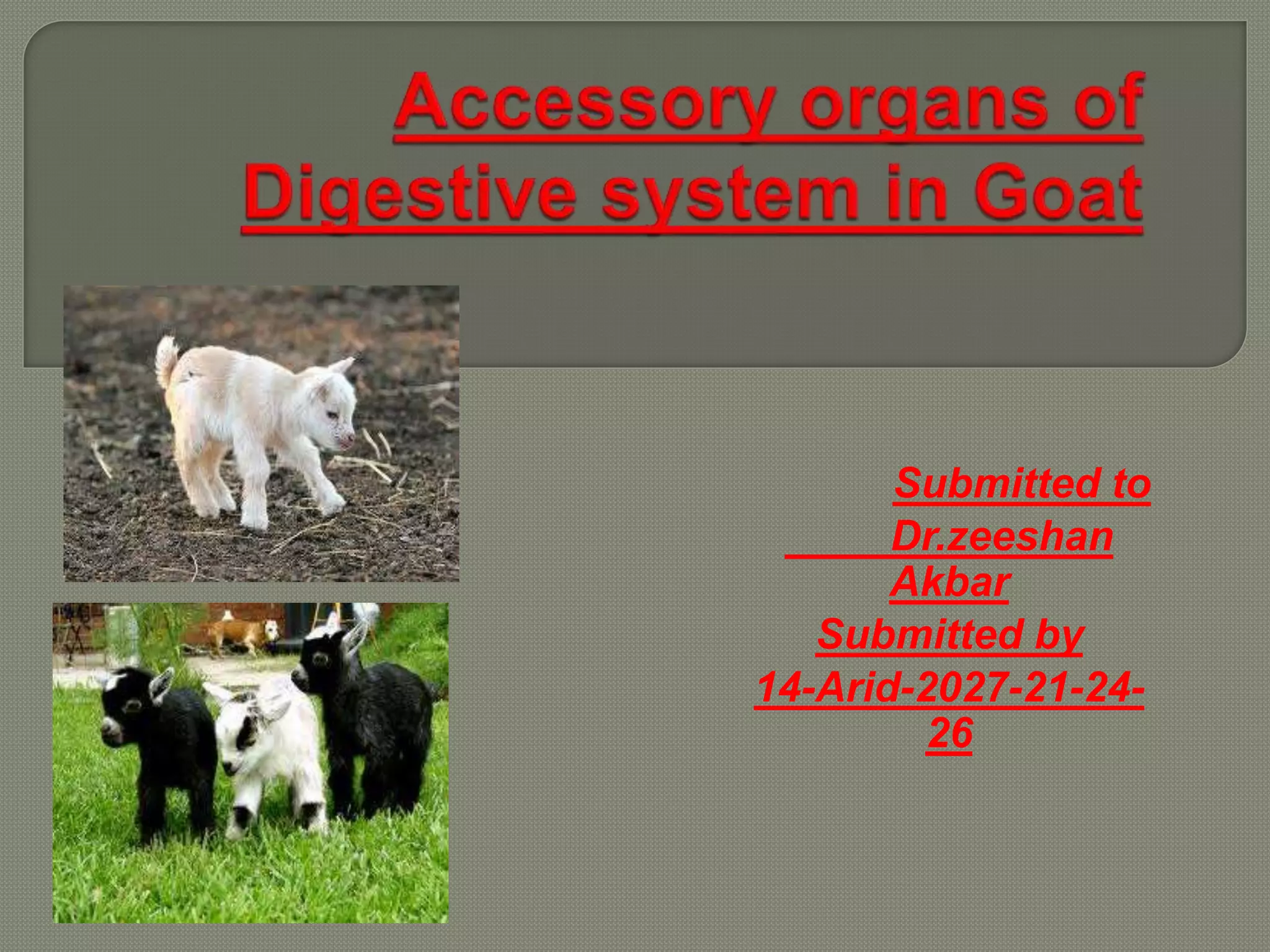Accessory organs of digestive system in goat 111 | PPT