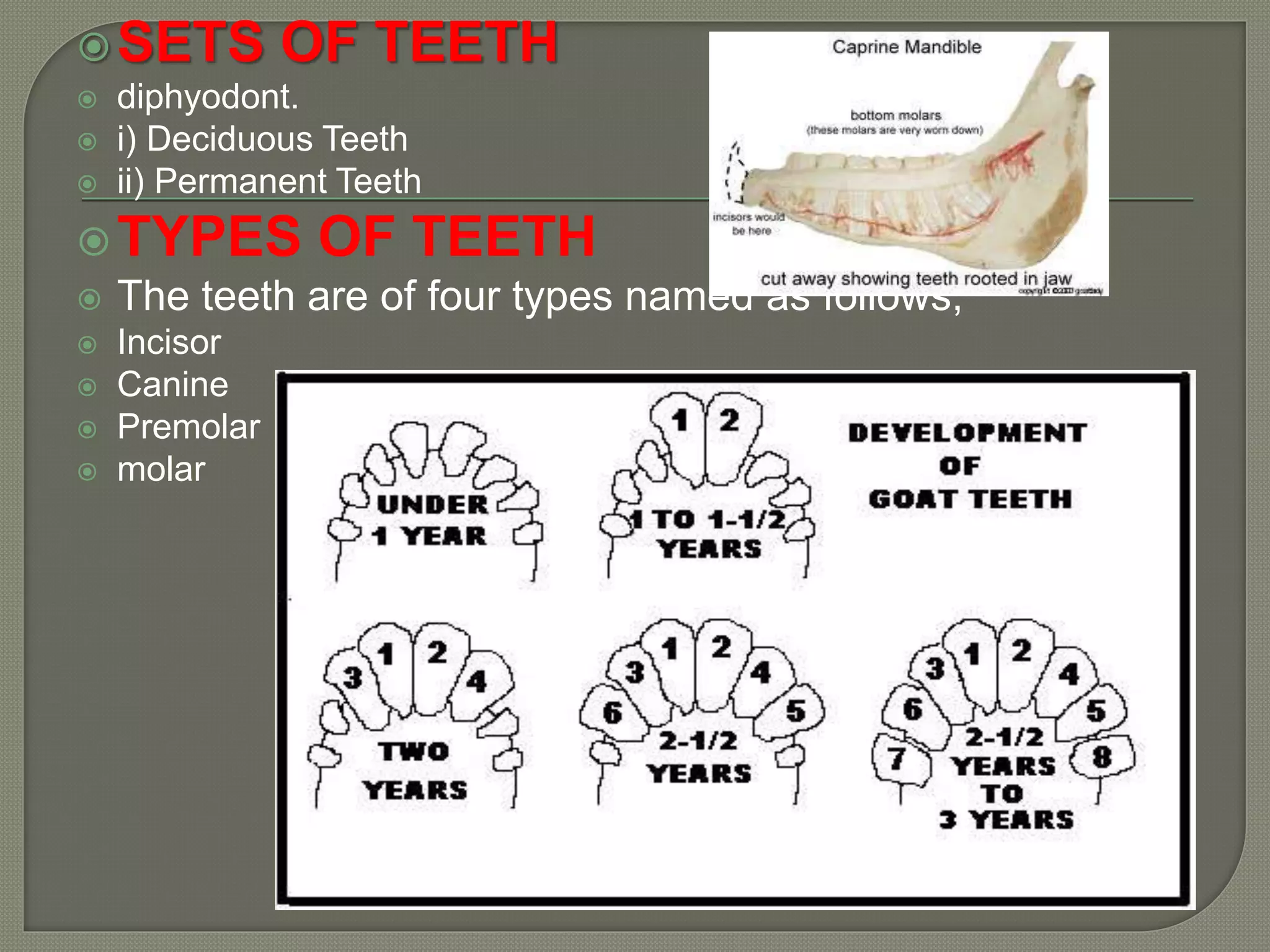 Accessory organs of digestive system in goat 111 | PPT
