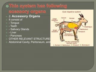 Accessory organs of digestive system in goat 111 | PPT