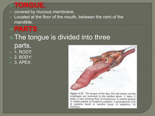 Accessory organs of digestive system in goat 111 | PPT