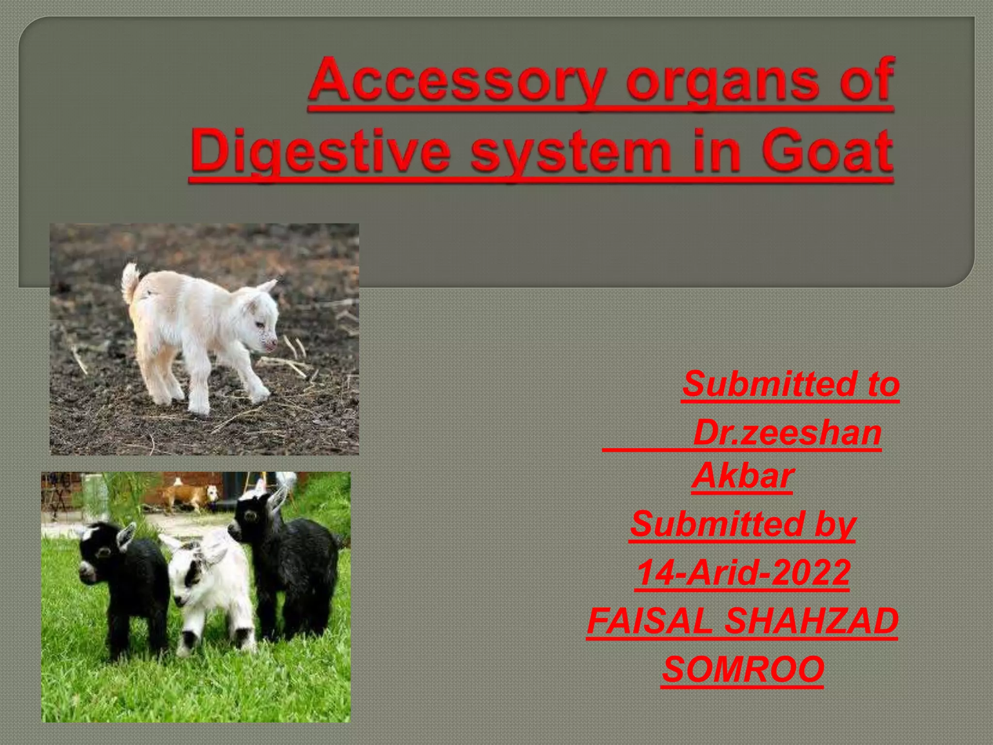 Accessory organs of digestive system in goat | PPTX