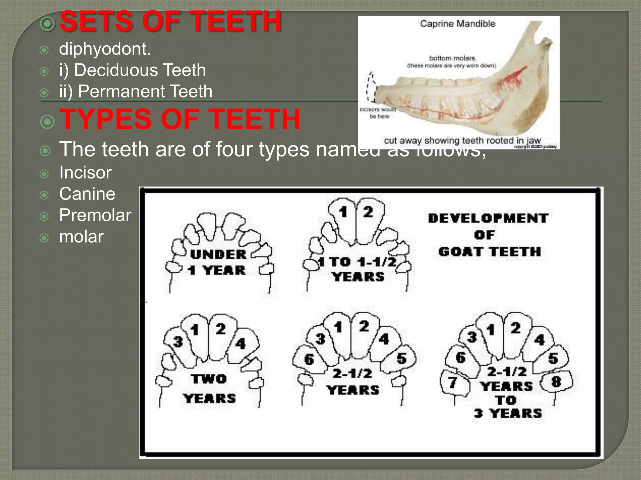 Accessory organs of digestive system in goat | PPTX
