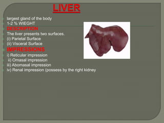 Accessory organs of digestive system in goat | PPTX