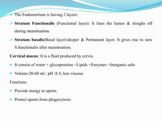 Accessory organs of female reproductive system PART 6 | PPT