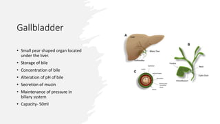 Accessory organs of GI and their physiology.pptx