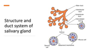 Accessory organs of GI and their physiology.pptx