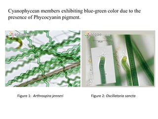 Accessory pigments in algae- Phycobilins | PPTX