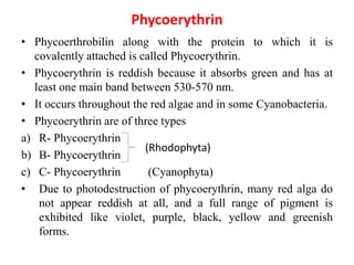 Accessory pigments in algae- Phycobilins | PPTX