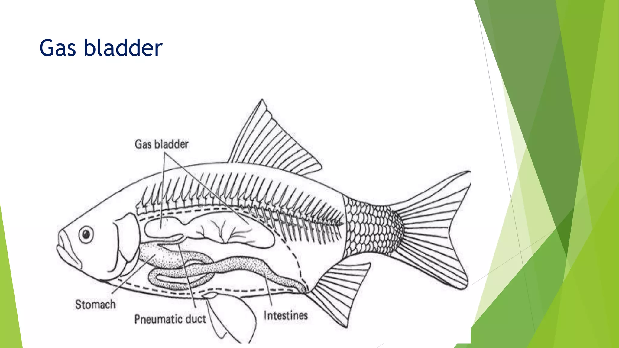 Accessory respiratory organ in fishes | PPTX