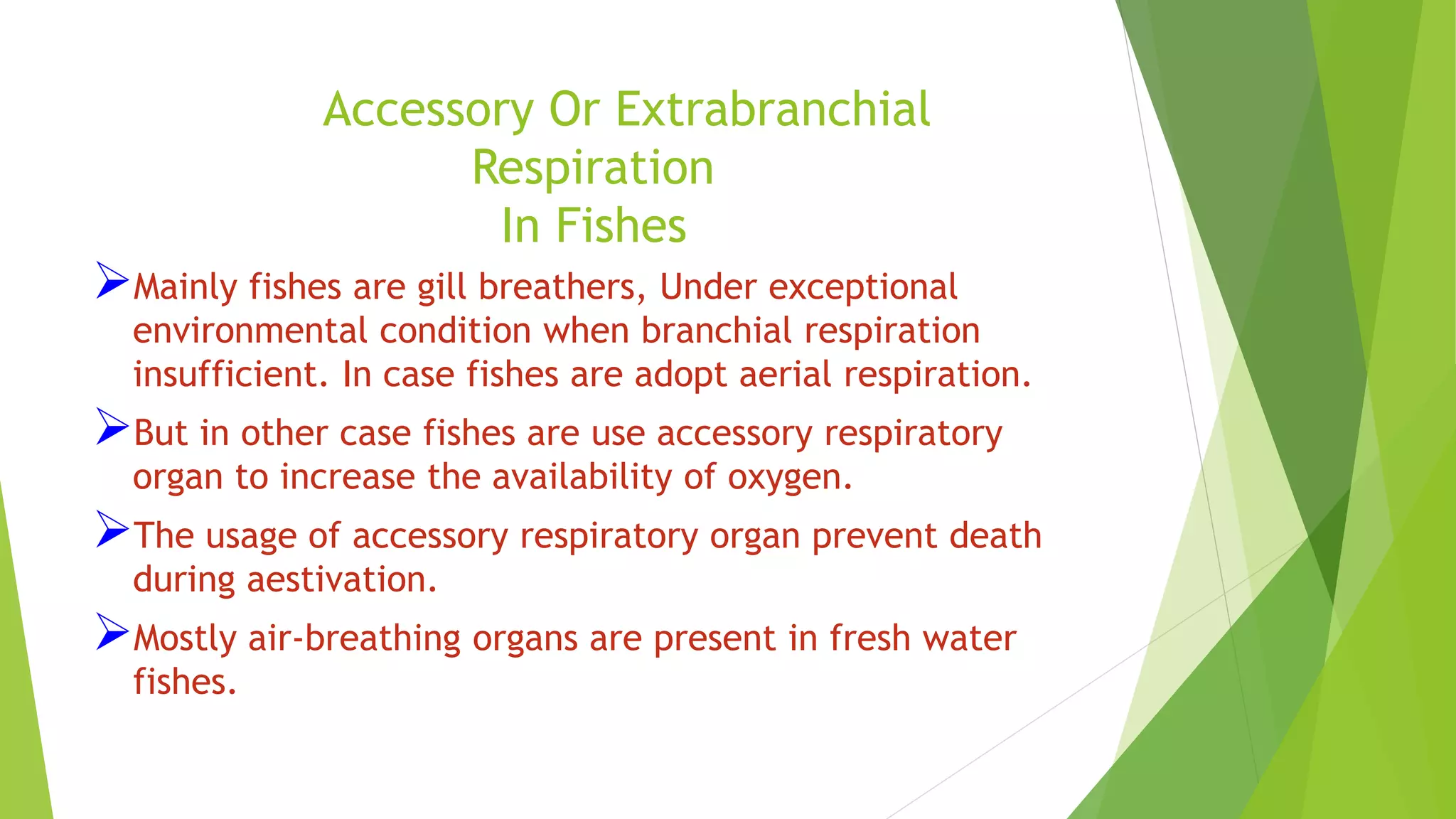 Accessory respiratory organ in fishes | PPTX