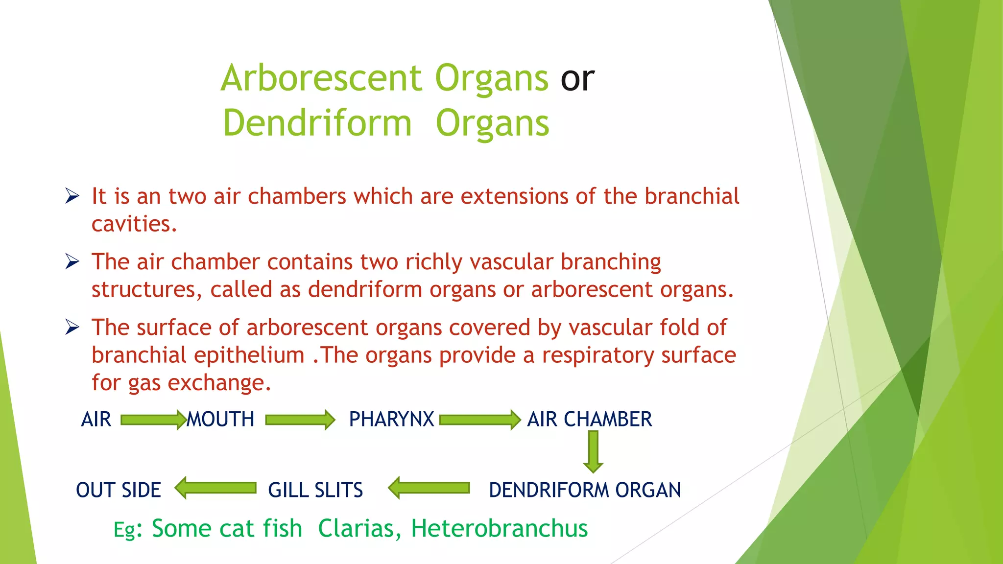 Accessory respiratory organ in fishes | PPTX