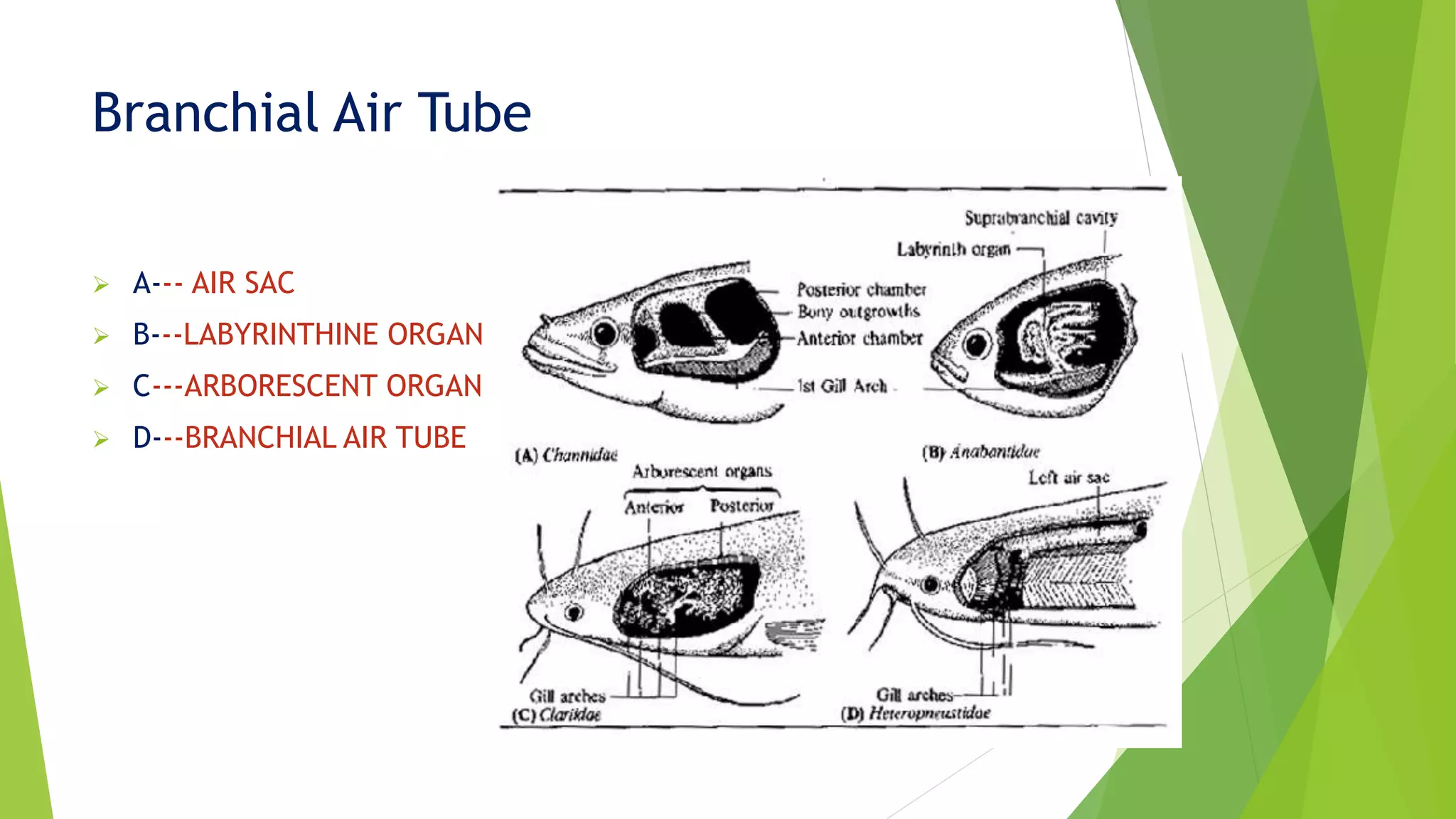 Accessory respiratory organ in fishes | PPTX