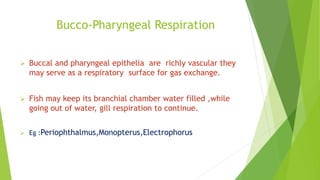 Accessory respiratory organ in fishes | PPTX