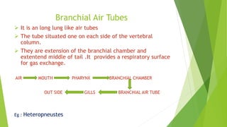 Accessory respiratory organ in fishes | PPTX