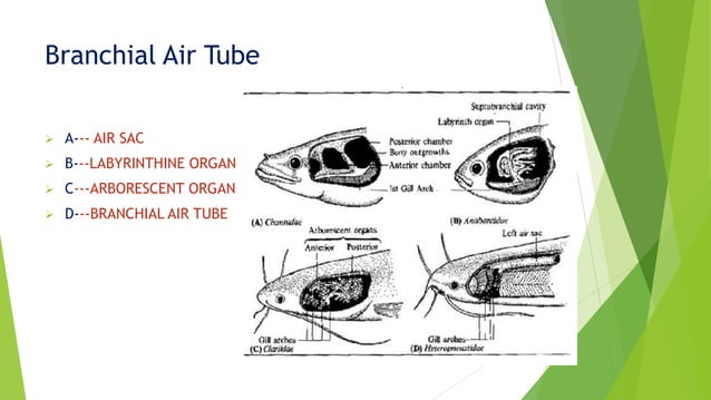 Accessory respiratory organ in fishes | PPTX | Lung and Respiratory ...