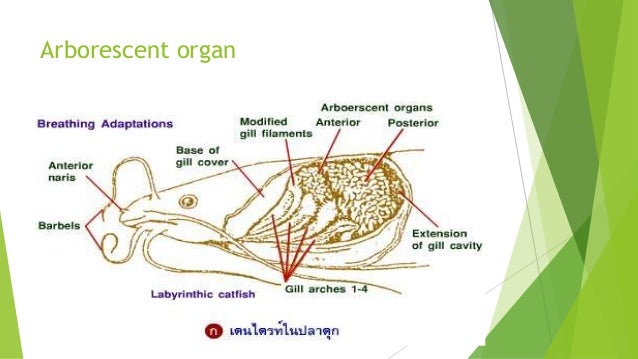 Accessory respiratory organ in fishes