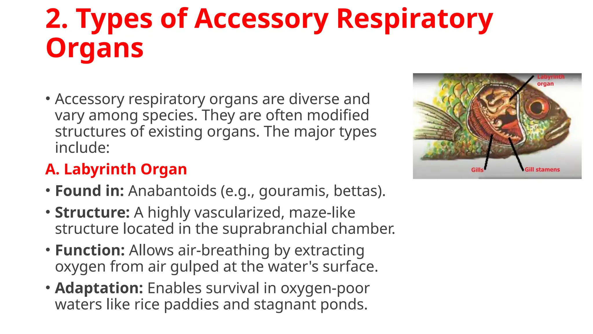 Accessory Respiratory organs in fishes. ppt | PPTX