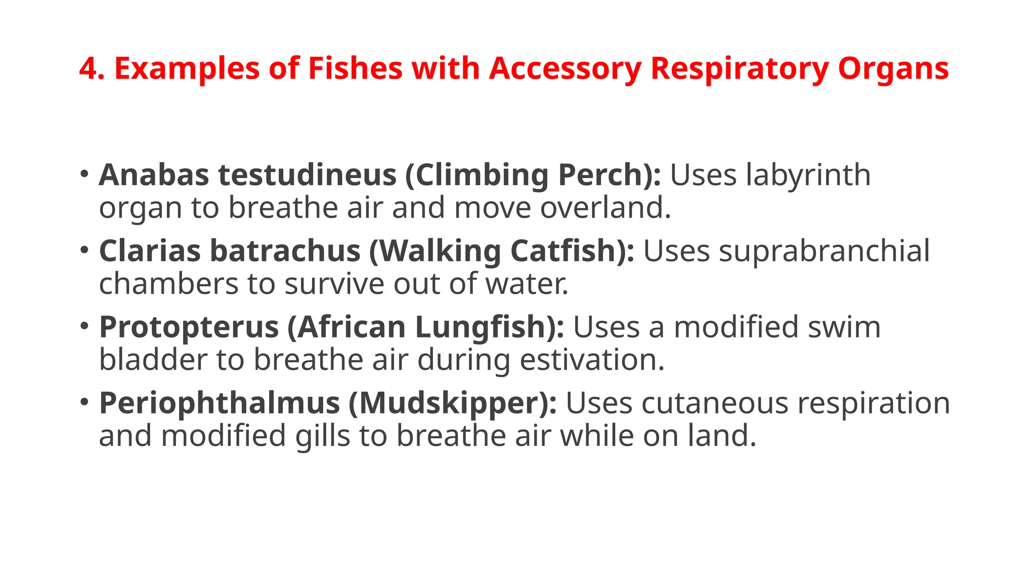 Accessory Respiratory organs in fishes. ppt | PPTX