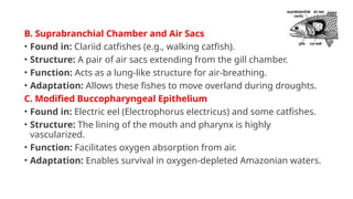 Accessory Respiratory organs in fishes. ppt | PPTX