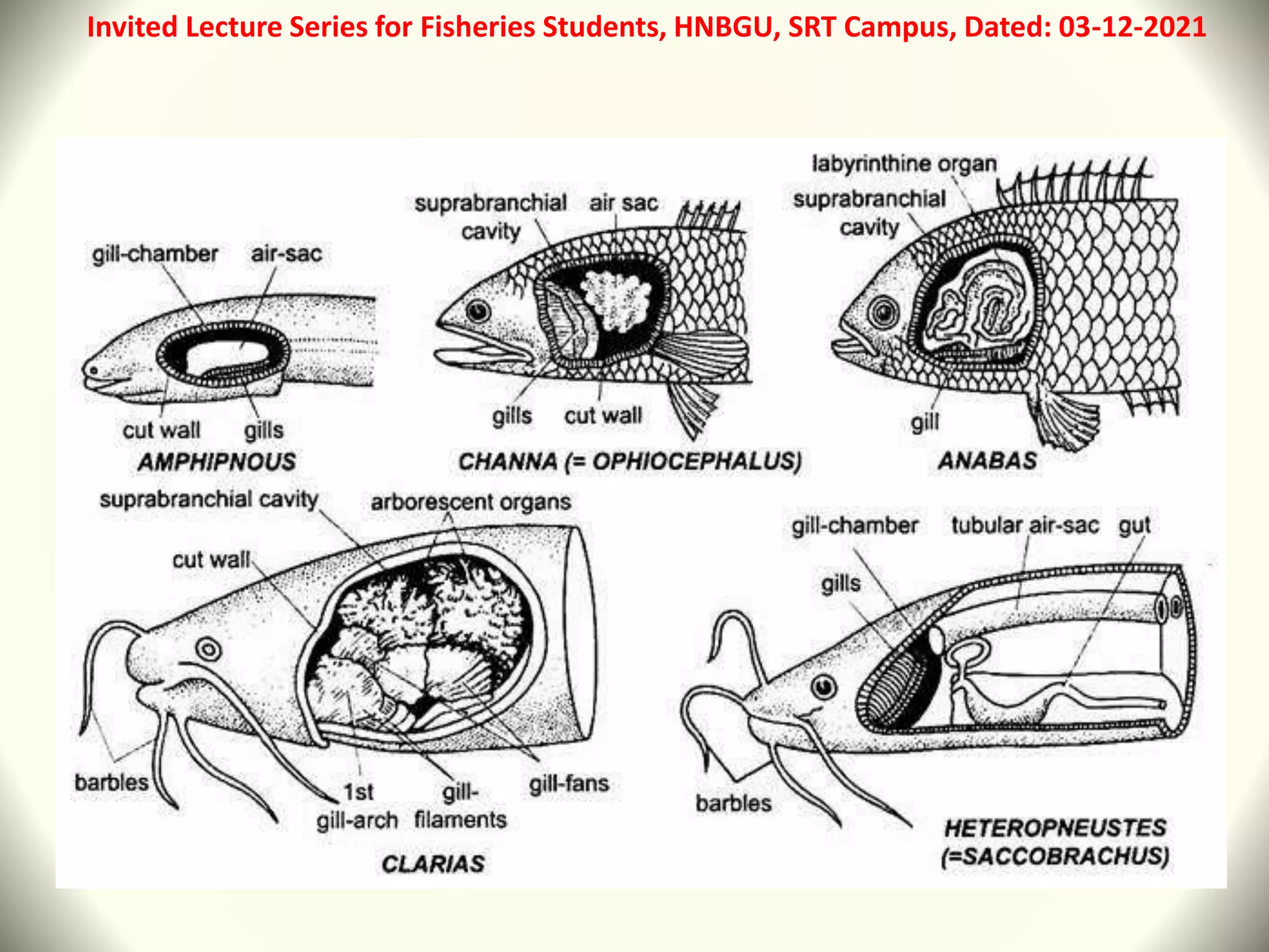 Accessory Respiratory organs in Fishes.pptx