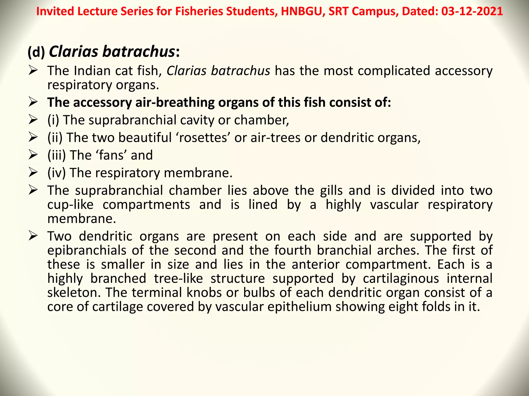 Accessory Respiratory organs in Fishes.pptx