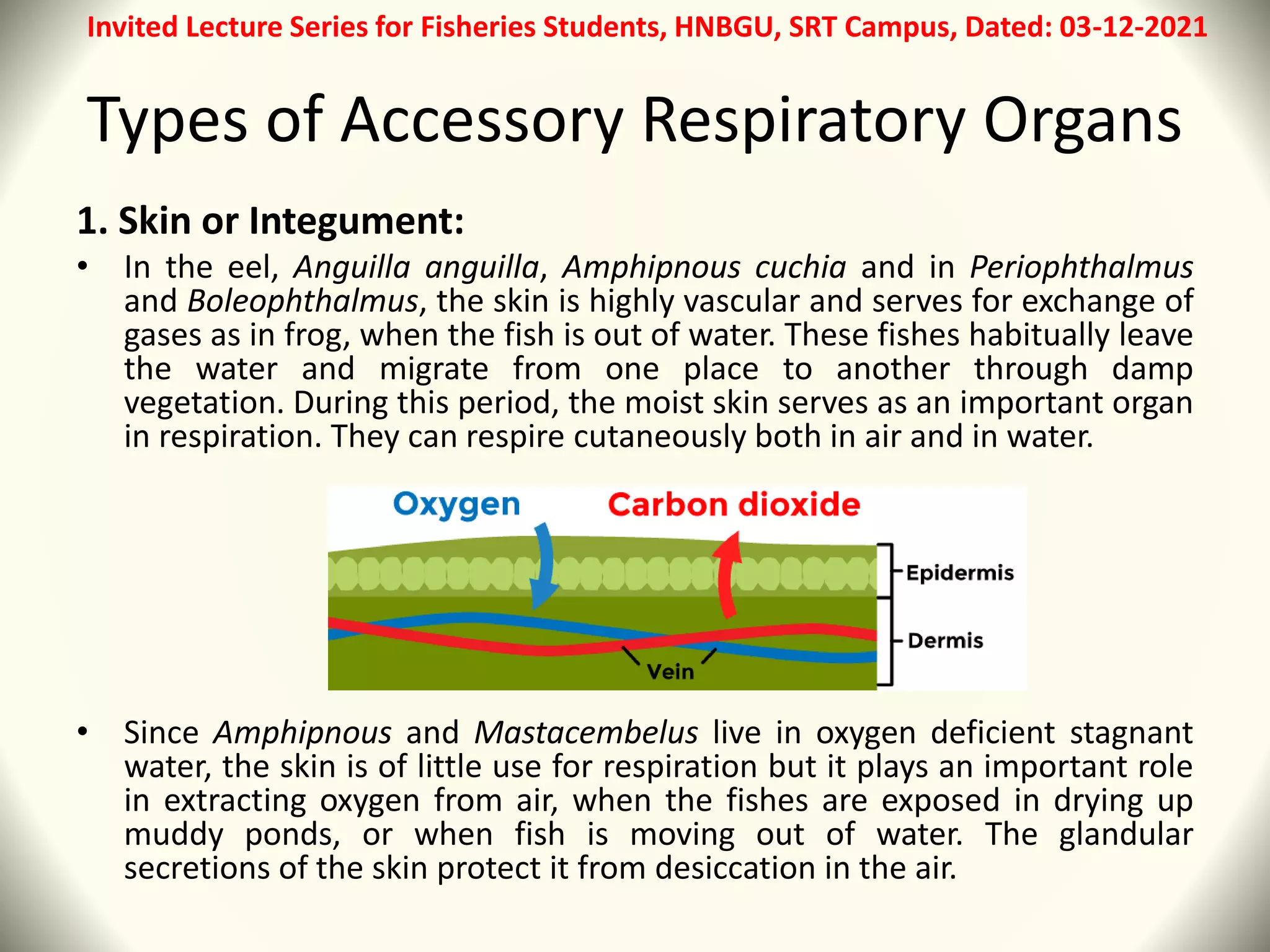 Accessory Respiratory organs in Fishes.pptx