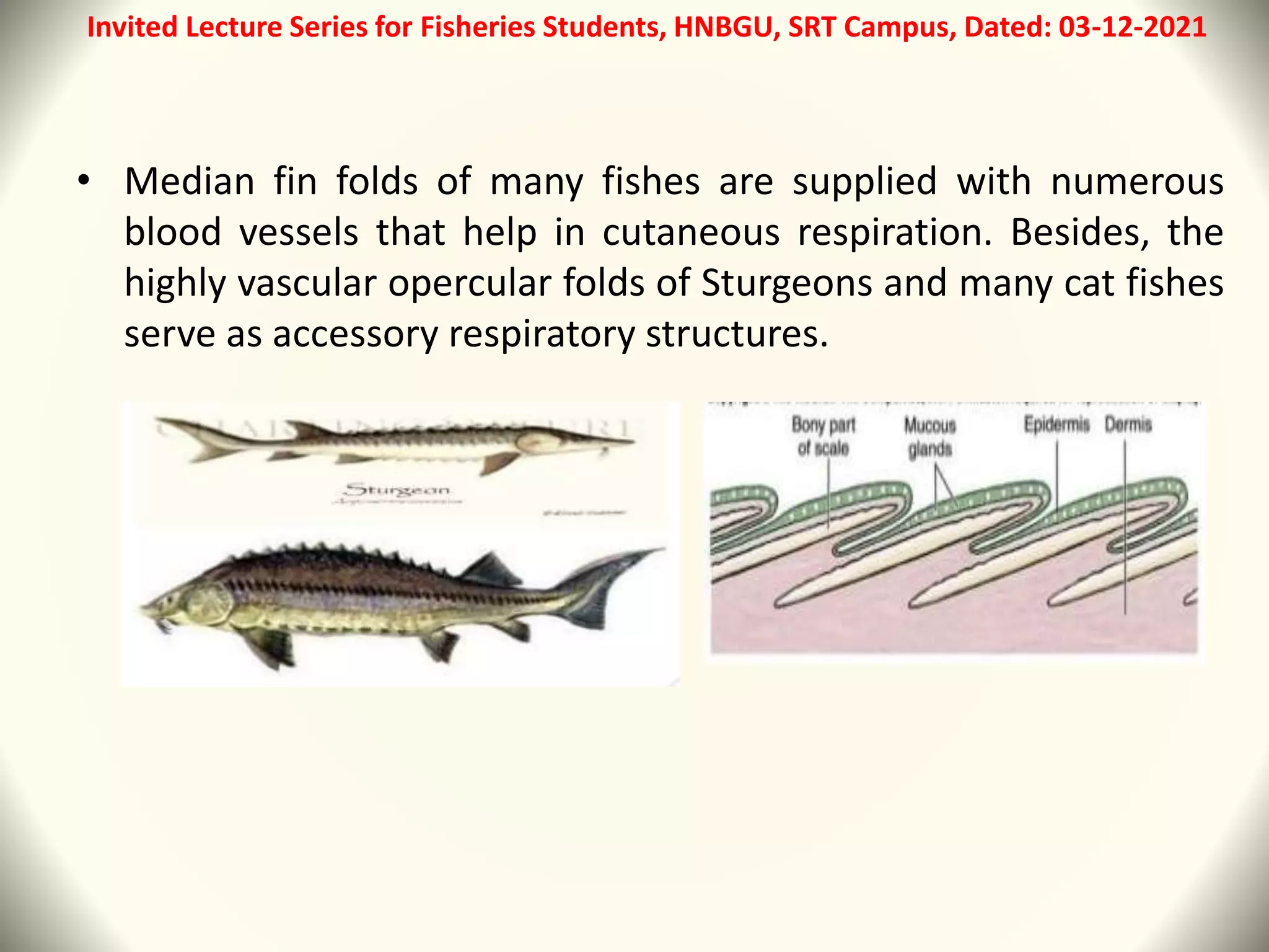 Accessory Respiratory organs in Fishes.pptx