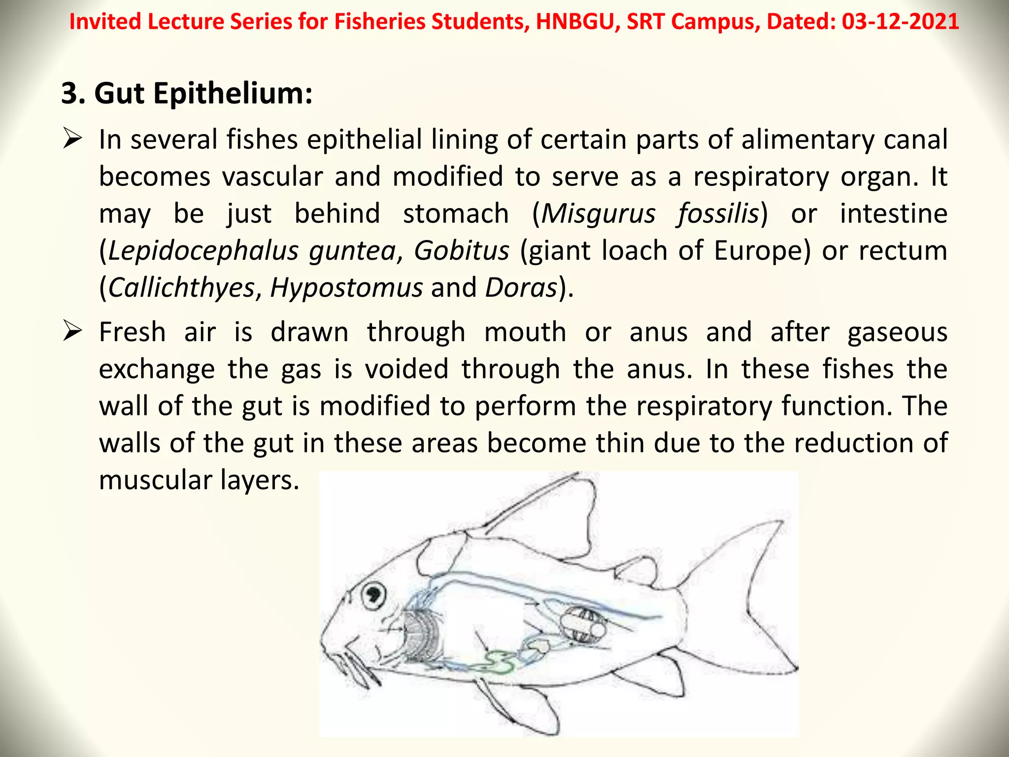 Accessory Respiratory organs in Fishes.pptx