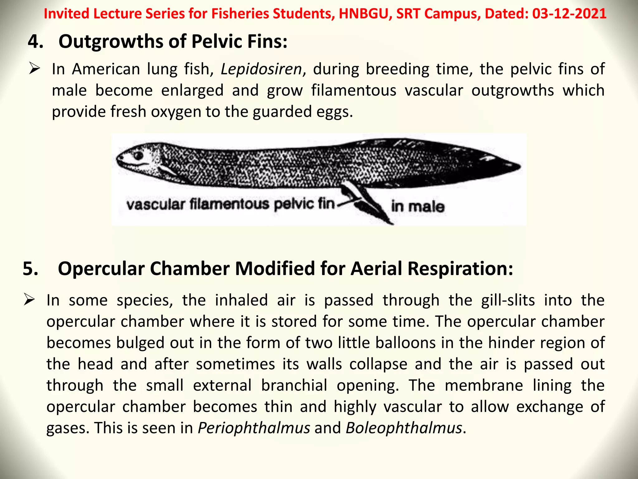 Accessory Respiratory organs in Fishes.pptx