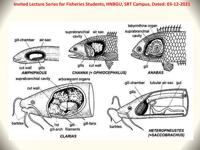Accessory Respiratory organs in Fishes.pptx | Fish and Aquariums | Pets