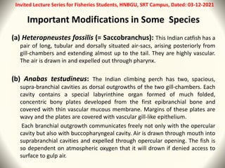 Accessory Respiratory organs in Fishes.pptx