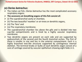 Accessory Respiratory organs in Fishes.pptx