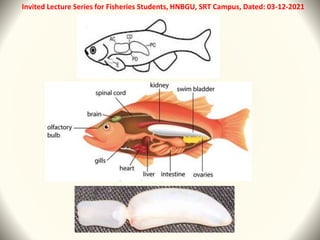 Accessory Respiratory organs in Fishes.pptx